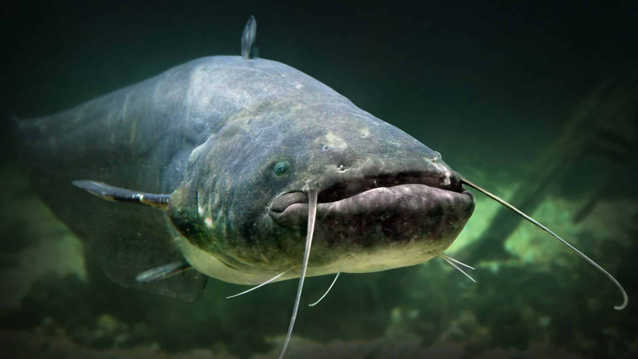 Le Silure – Bienvenue chez - MFT ® - www.myfishingtactics.fr