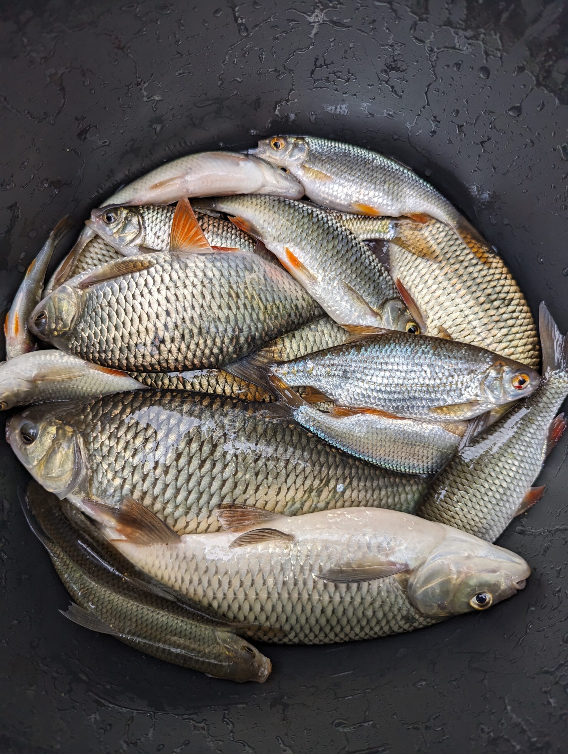 Comment faire la différence entre Gardon et Rotengle ? – Bienvenue chez ...